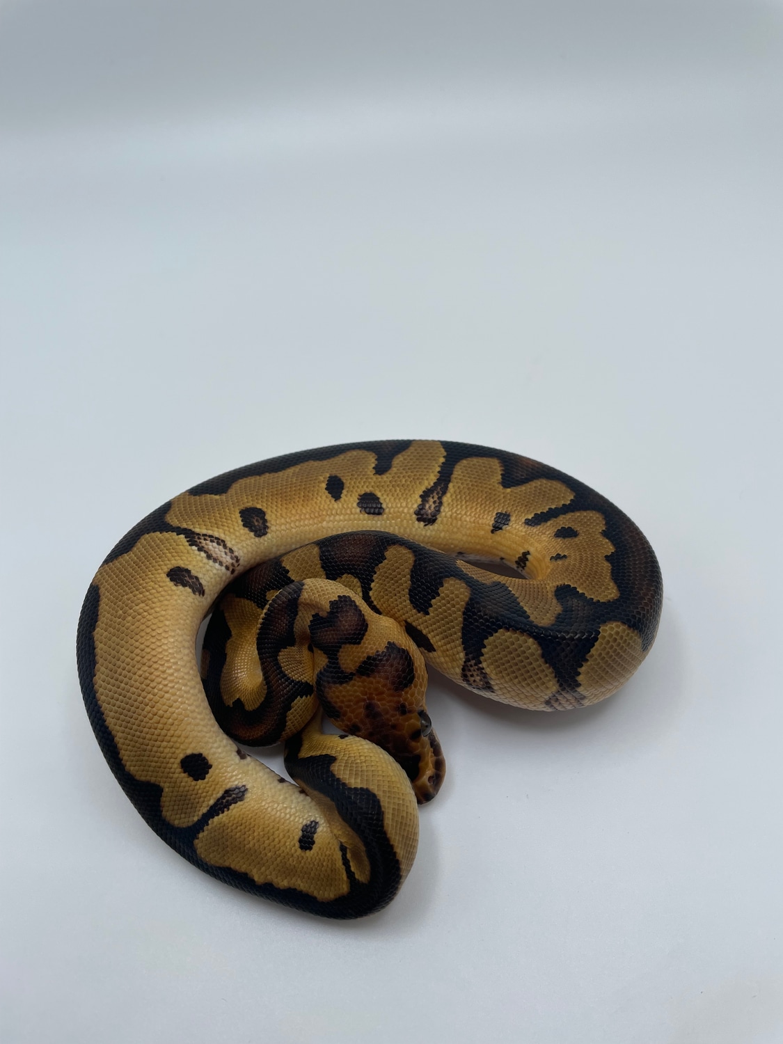 Clown 66% Het Genetic Stripe Ball Python by Titicut Constrictors ...
