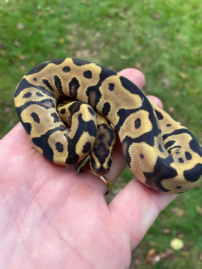 Fire Leopard Het Clown Ball Python by Titicut Constrictors
