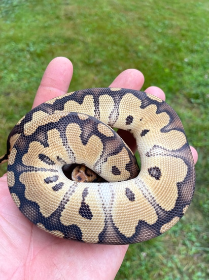 Clown 66% Het Genetic Stripe Ball Python by Titicut Constrictors