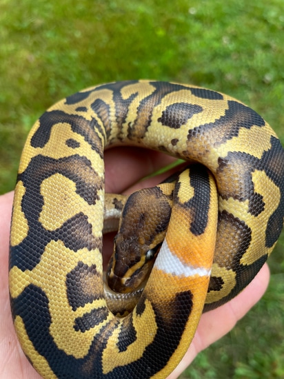 Leopard Fire Yellowbelly Het Genetic Stripe 66 Het Clown Ball Python by Titicut Constrictors