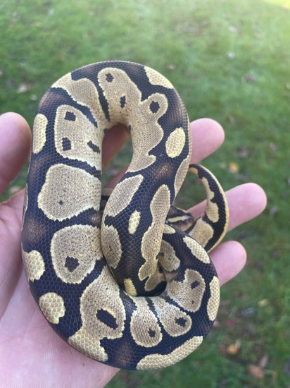 Ball Pythons by Titicut Constrictors