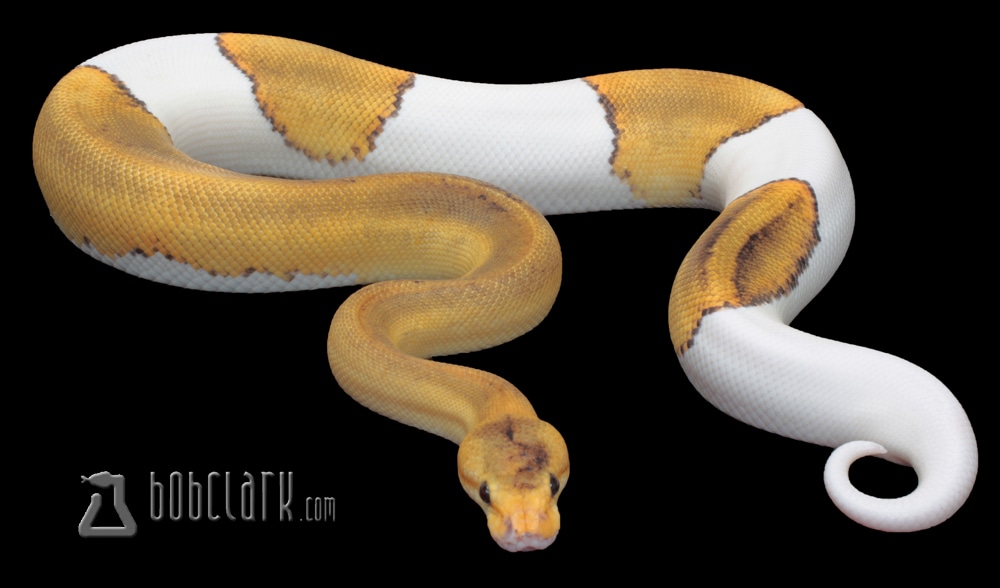 Champagne Pied Ball Python by Bob Clark Reptiles - MorphMarket