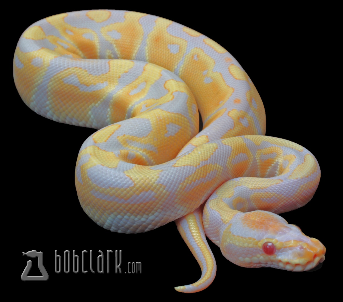 Candino Ball Python by Bob Clark Reptiles - MorphMarket