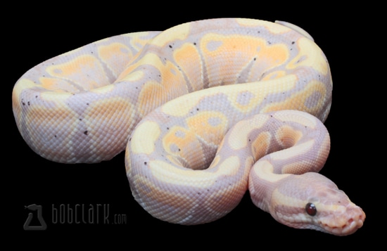 Banana Ball Python by Bob Clark Reptiles