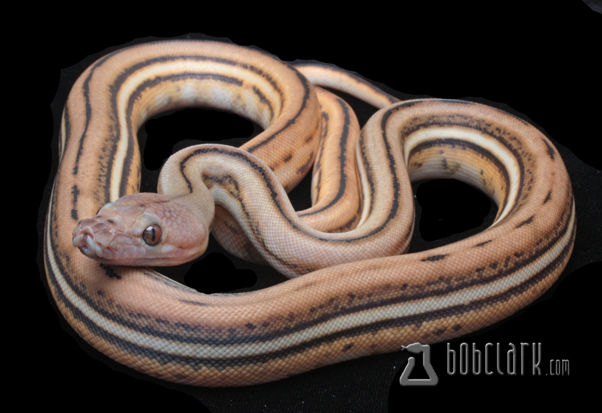 Super Tiger Reticulated Python by Bob Clark Reptiles - MorphMarket