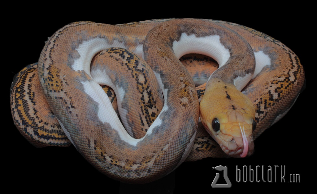 Pied Tiger (Poss Super Tiger) Reticulated Python by Bob Clark Reptiles ...