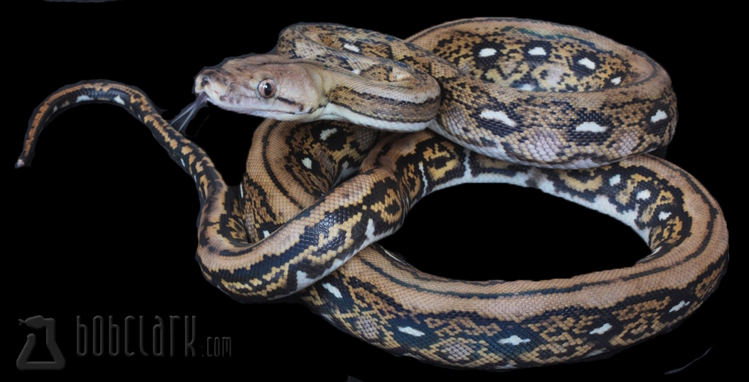 Tiger Reticulated Python by Bob Clark Reptiles - MorphMarket
