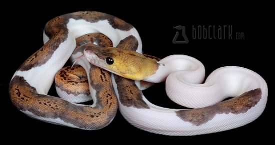 Pied, 100% Het Albino Reticulated Python by Bob Clark Reptiles