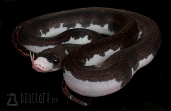 Pied, Het Albino Reticulated Python by Bob Clark Reptiles