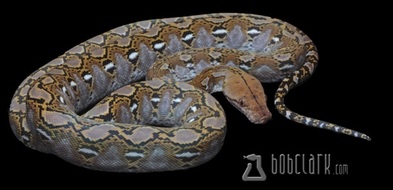 Super Dwarf Het Albino Reticulated Python by Bob Clark Reptiles