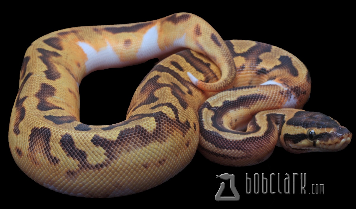 Pastel Enchi Pied Ball Python by Bob Clark Reptiles - MorphMarket