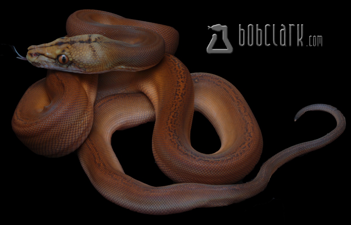 Orange Ghost Stripe Golden Child Reticulated Python by Bob Clark ...