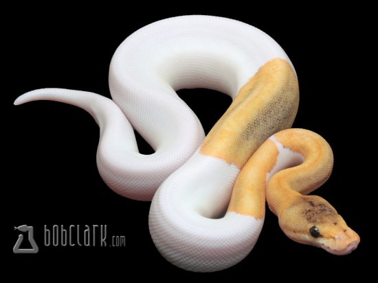 Champagne Pied Ball Python by Bob Clark Reptiles