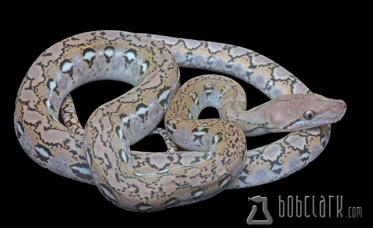 Super Dwarf Fire Anery Reticulated Python by Bob Clark Reptiles ...