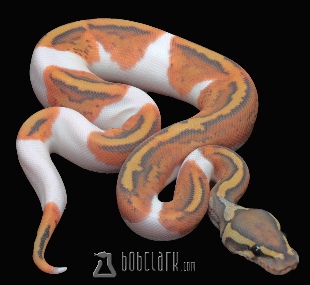 Orange Ghost Pied Ball Python by Bob Clark Reptiles - MorphMarket
