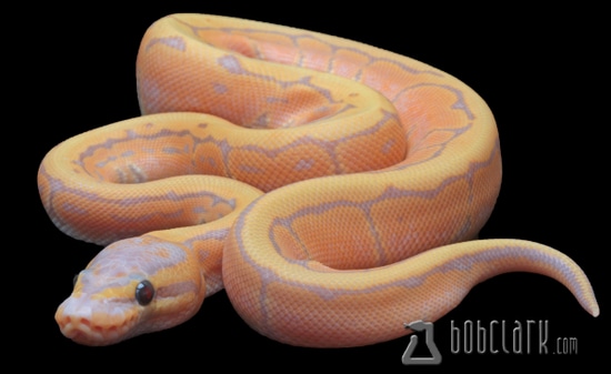 Banana Pinstripe Ball Python by Bob Clark Reptiles