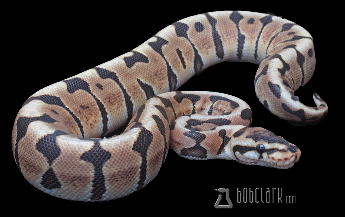 Desert Woma Ball Python by Bob Clark Reptiles - MorphMarket