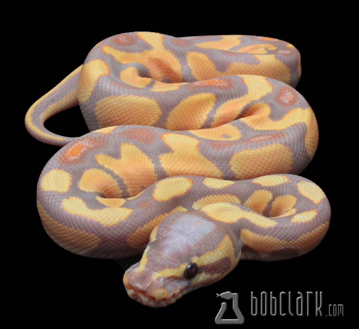 Banana Ball Python by Bob Clark Reptiles - MorphMarket