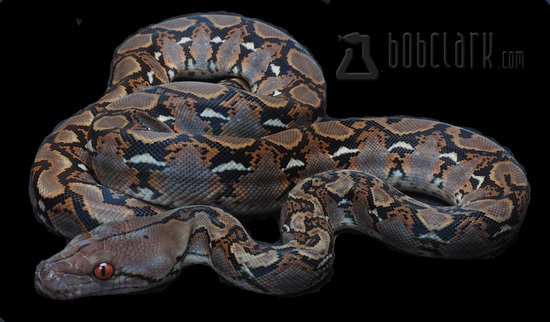 Normal Reticulated Python by Bob Clark Reptiles