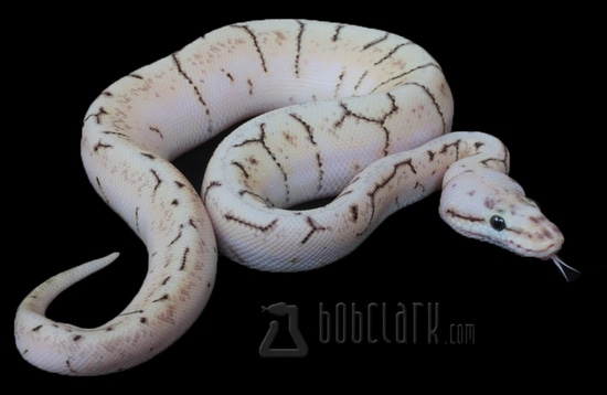 Spinner Blast Ball Python by Bob Clark Reptiles