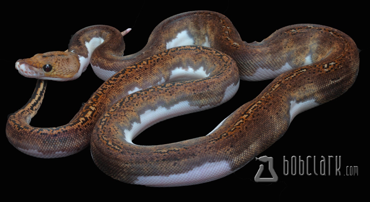 Pied Reticulated Python by Bob Clark Reptiles - MorphMarket