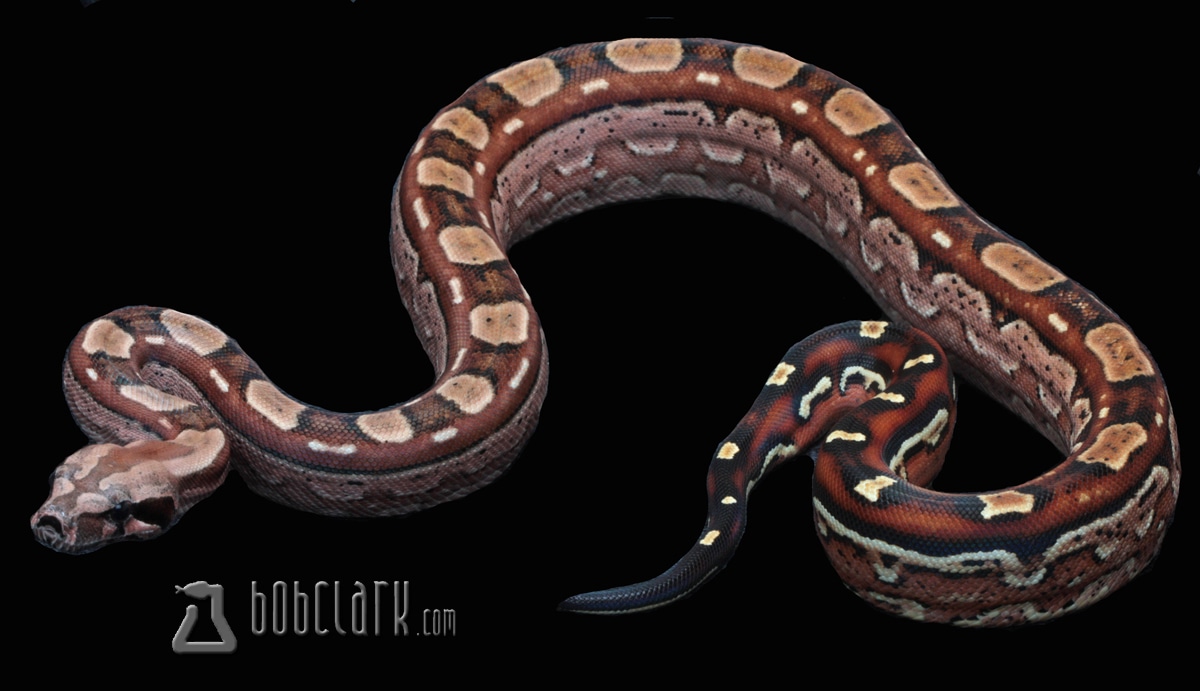Super Raptor Boa Constrictor by Bob Clark Reptiles - MorphMarket