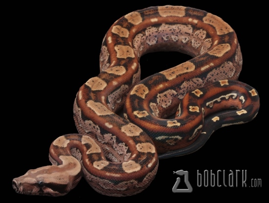 Super Raptor Boa Constrictor by Bob Clark Reptiles