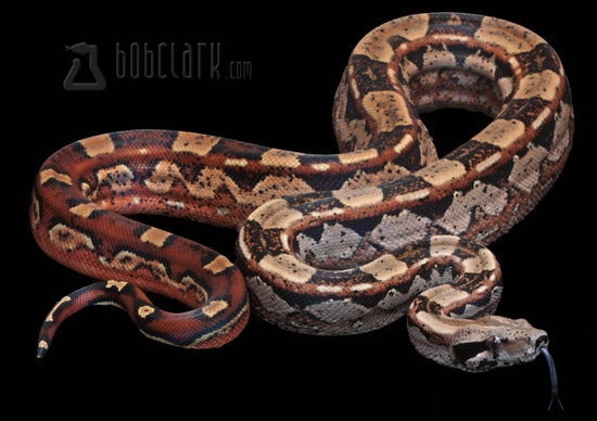 Super Raptor Boa Constrictor by Bob Clark Reptiles