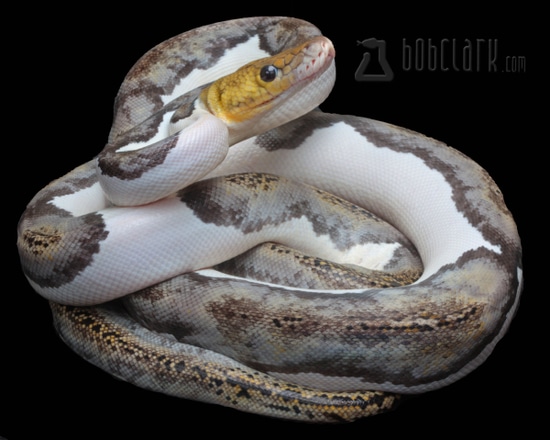 Pied Tiger Reticulated Python by Bob Clark Reptiles