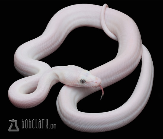 Cow Reticulated Python by Bob Clark Reptiles