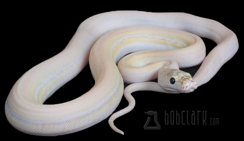 Super Dwarf Ultra Anery Reticulated Python by Bob Clark Reptiles ...