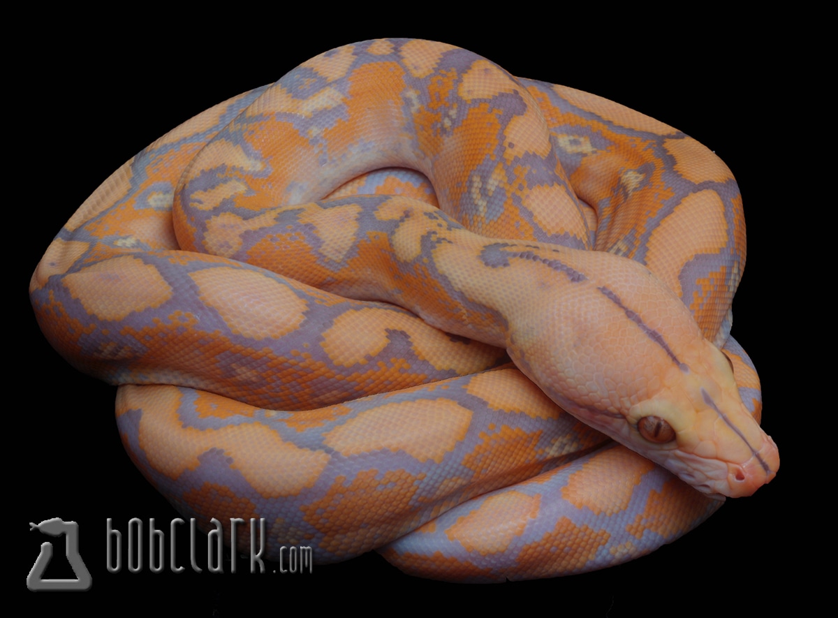Purple Albino Reticulated Python by Bob Clark Reptiles - MorphMarket