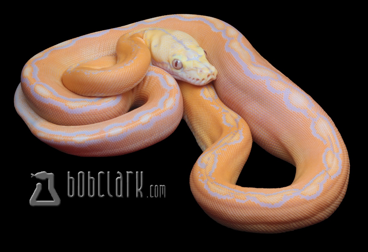 Lavender Albino Golden Child Reticulated Python by Bob Clark Reptiles ...
