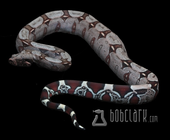 Suriname Red Tail True Red-Tailed Boa Constrictor by Bob Clark Reptiles