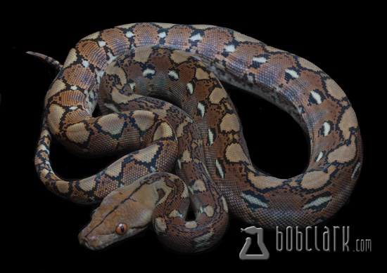 Normal Reticulated Python by Bob Clark Reptiles
