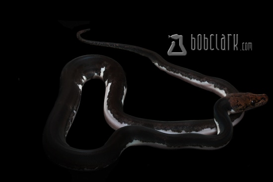 Golden Child Pied Reticulated Python by Bob Clark Reptiles