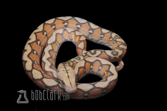 Orange Glow Sunfire Reticulated Python by Bob Clark Reptiles