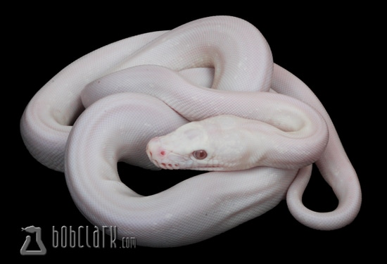 Albino Super Phantom Reticulated Python by Bob Clark Reptiles