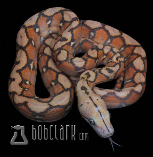 Orange Glow Sunfire Reticulated Python by Bob Clark Reptiles