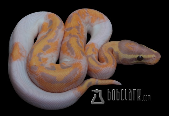 Banana Pied Ball Python by Bob Clark Reptiles