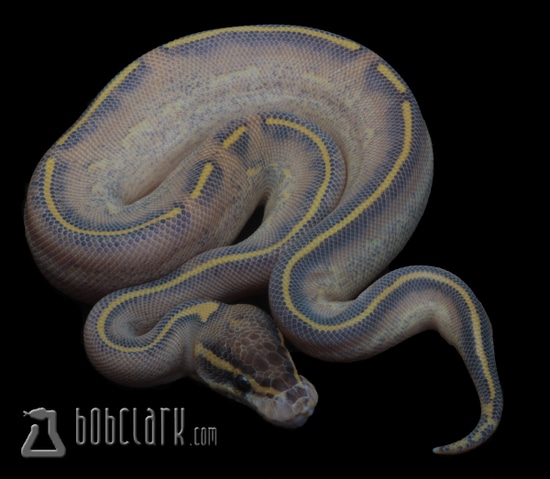 Highway Ball Python by Bob Clark Reptiles