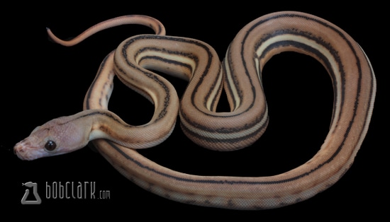 Super Tiger Het Purple Albino Reticulated Python by Bob Clark Reptiles