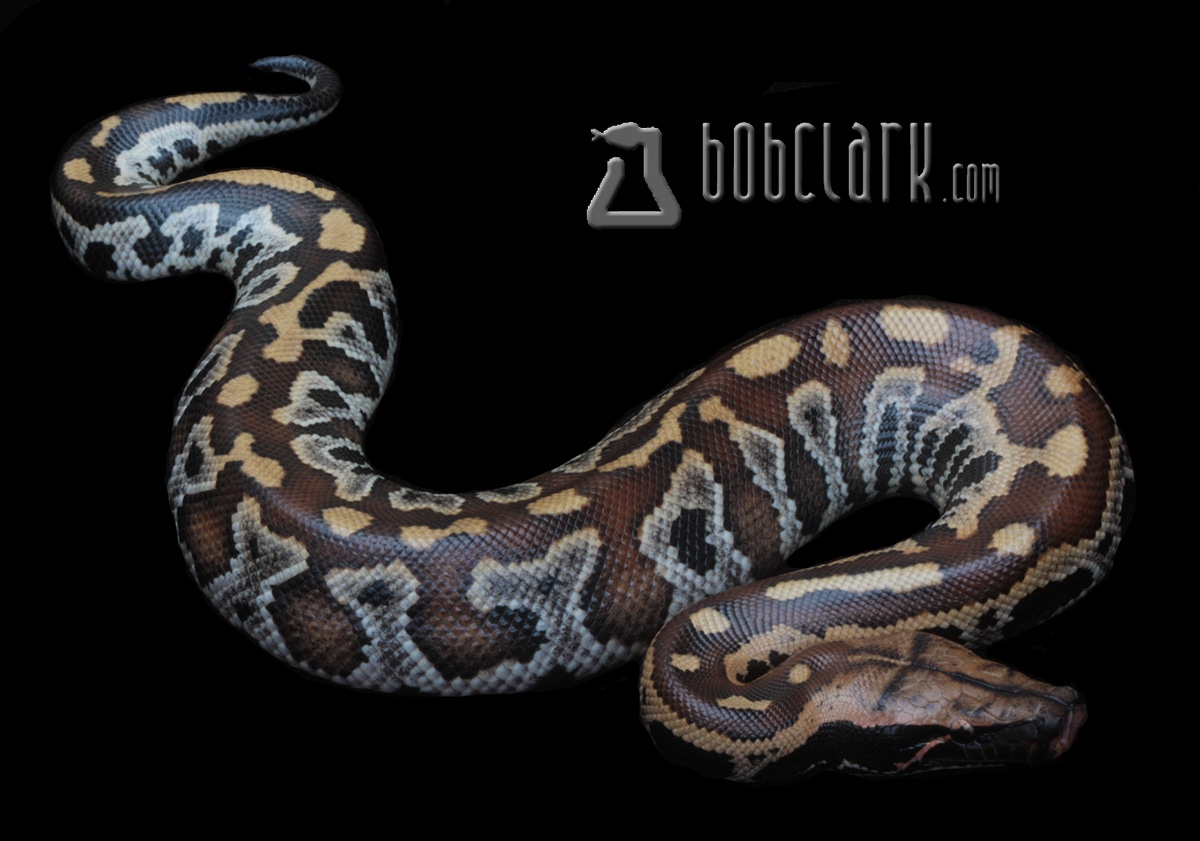 Red Blood Sumatran Short-tailed Python by Bob Clark Reptiles - MorphMarket