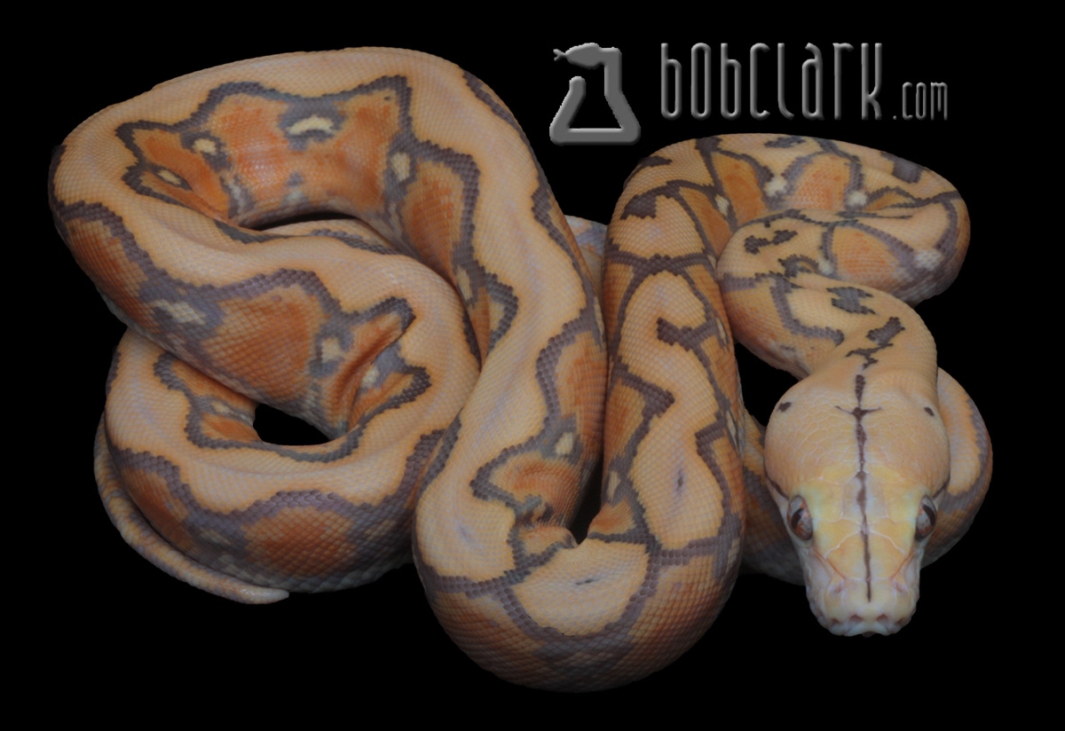 Purple Albino Sunfire Reticulated Python by Bob Clark Reptiles ...