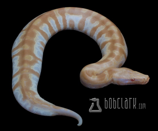 T-neg Albino Short-Tailed Python by Bob Clark Reptiles