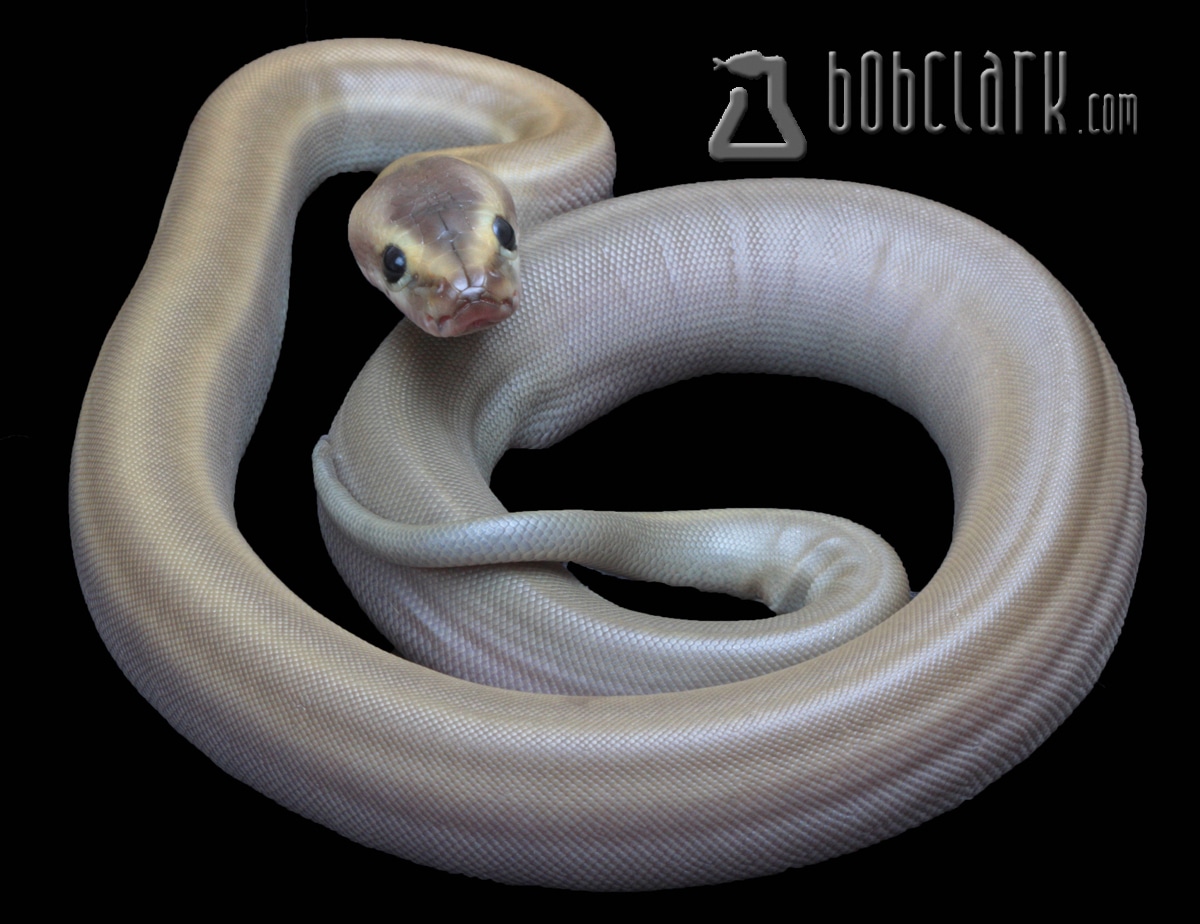 Patternless Rock Python by Bob Clark Reptiles - MorphMarket