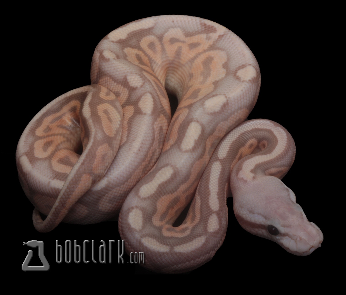 Banana Pewter Ball Python by Bob Clark Reptiles - MorphMarket