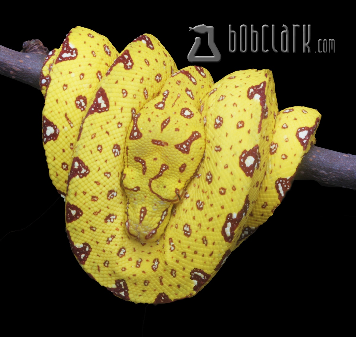 Biak Green Tree Python by Bob Clark Reptiles - MorphMarket
