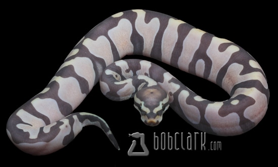 Scaleless Ball Python by Bob Clark Reptiles