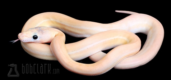 Ultra Ivory Het Purple Albino Reticulated Python by Bob Clark Reptiles